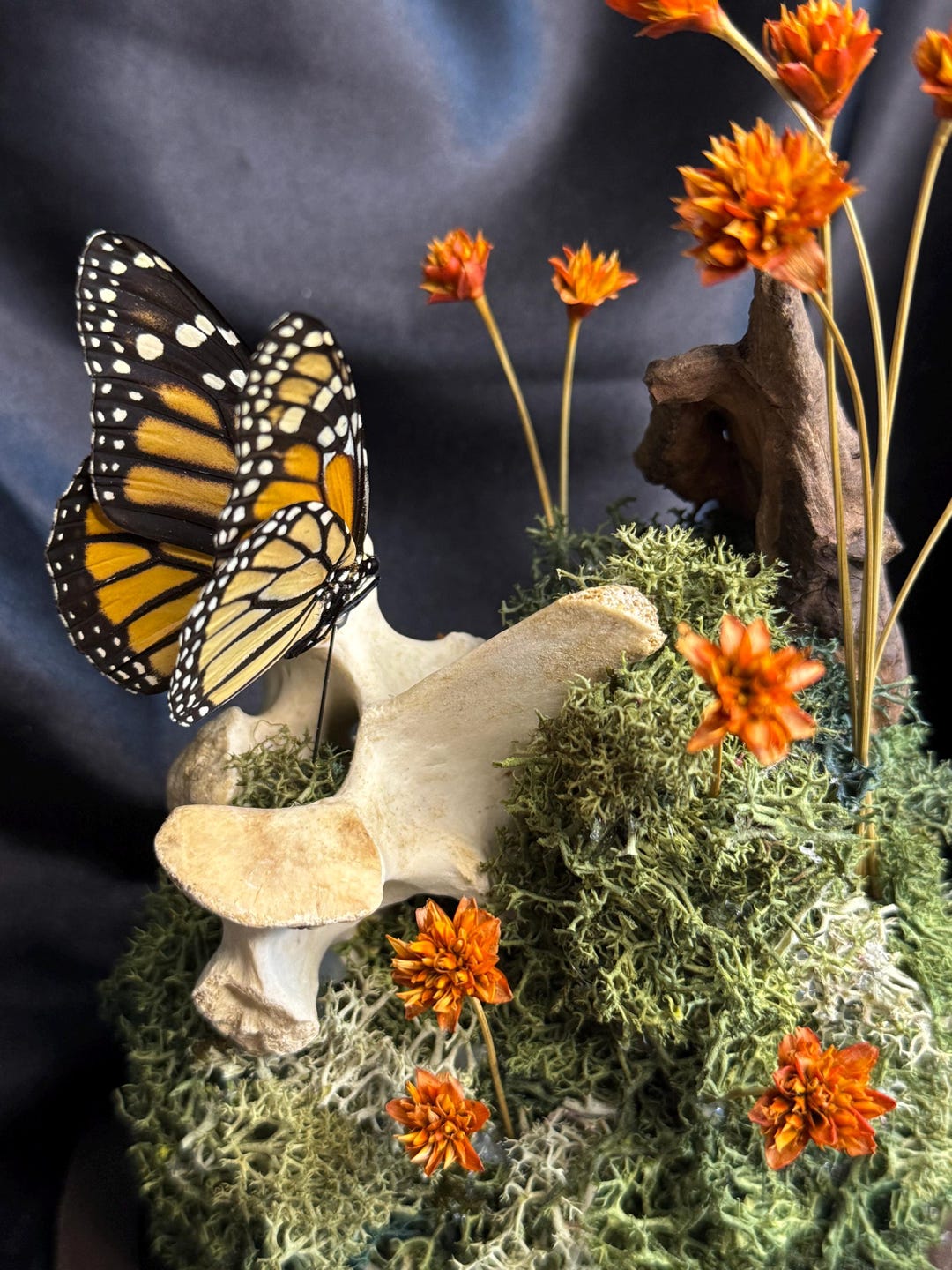 Wild Boar Vertebrae & Butterfly in Glass Cloche - Etsy