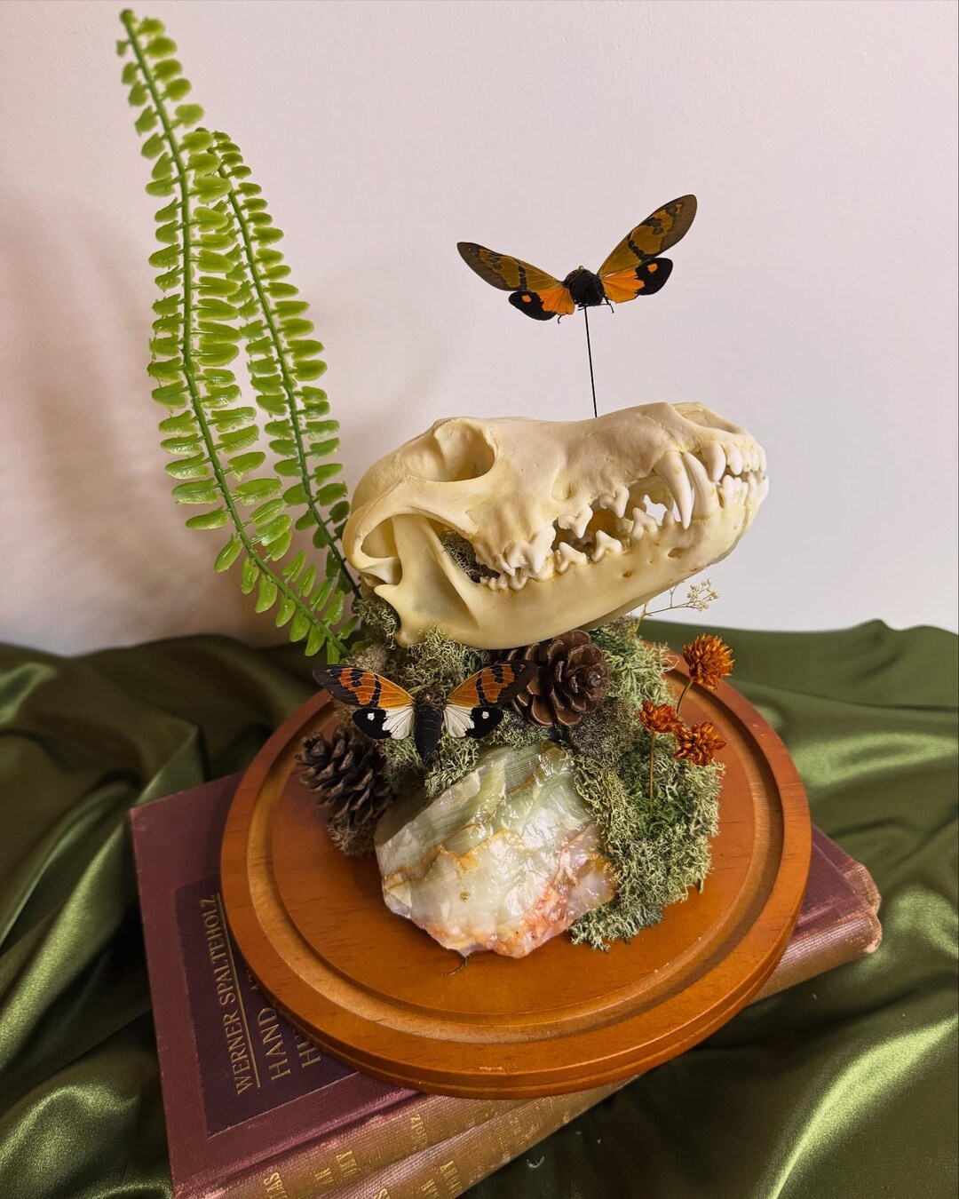 Coyote Skull & Cicadas in Large Glass Cloche - Etsy