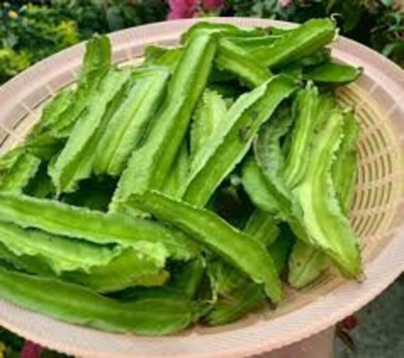 Asian Heirloom Winged Bean Seeds by Stonysoil Seed Company - Etsy