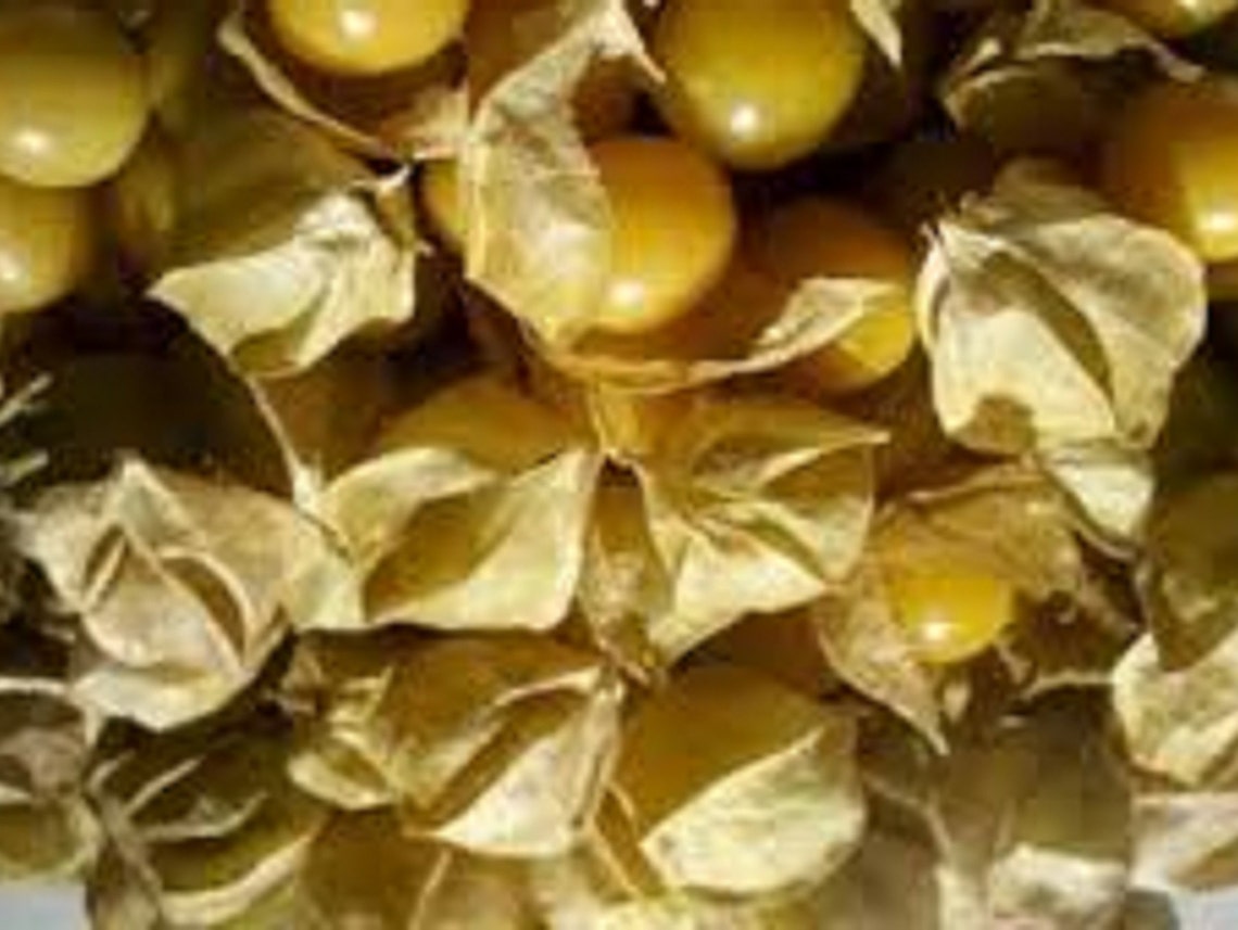 Ground Cherry Seeds by Stonysoil Seed Company - Etsy