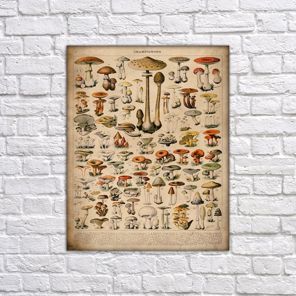 Mushroom Fungi - Etsy