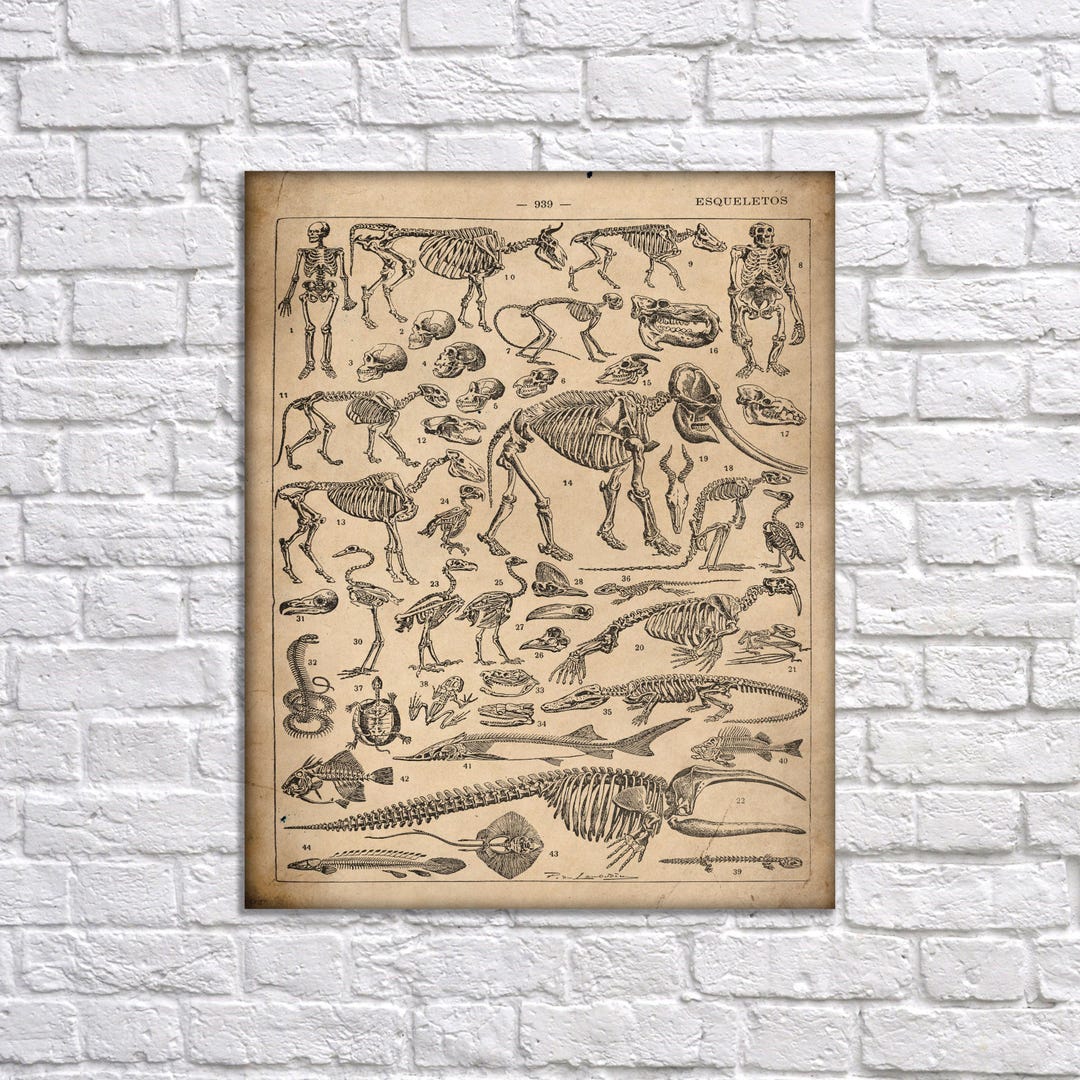 Skeleton Print Animal Human Birds Reptiles Fish Skeletal Poster Biology ...
