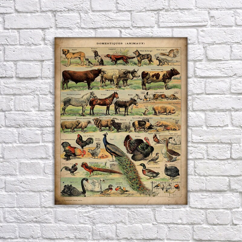 Animals Poster - Etsy