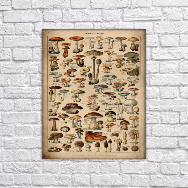Mushroom Poster - Etsy