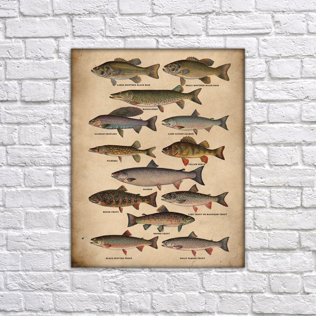 Game Fish Art Print Paper Print Fly Tying Art Wall Decor Fishing Fish ...