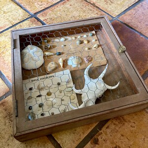 Vintage Curio Display Case, Shell Collection in Curio Cabinet, Vintage ...