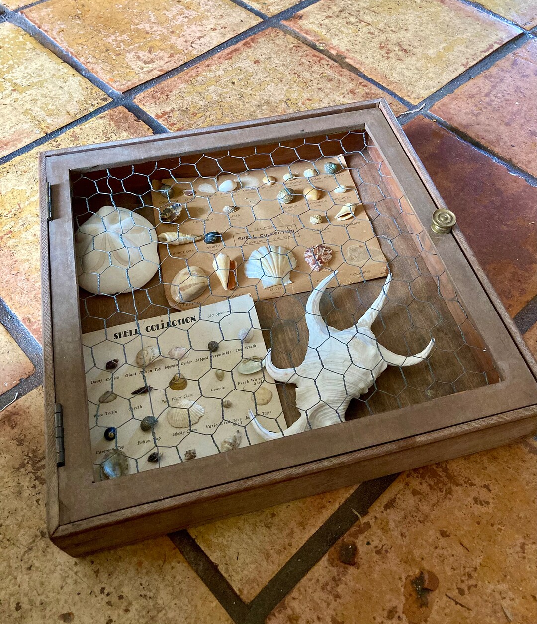 Vintage Curio Display Case, Shell Collection in Curio Cabinet, Vintage ...