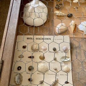 Vintage Curio Display Case, Shell Collection in Curio Cabinet, Vintage ...