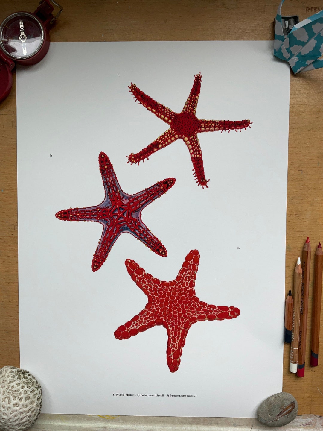Starfish Sheet. Drawing of 3 Starfish. Scientific Illustration. Realistic Drawing of Starfish ...