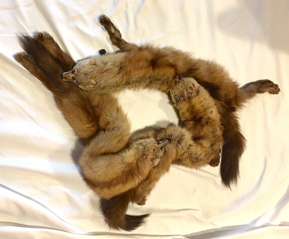 1920's Russian Sable 3 Whole attached Sable | Etsy