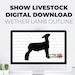 Show Lamb Die-cut Sticker | Livestock Sticker | Show Livestock Sticker ...