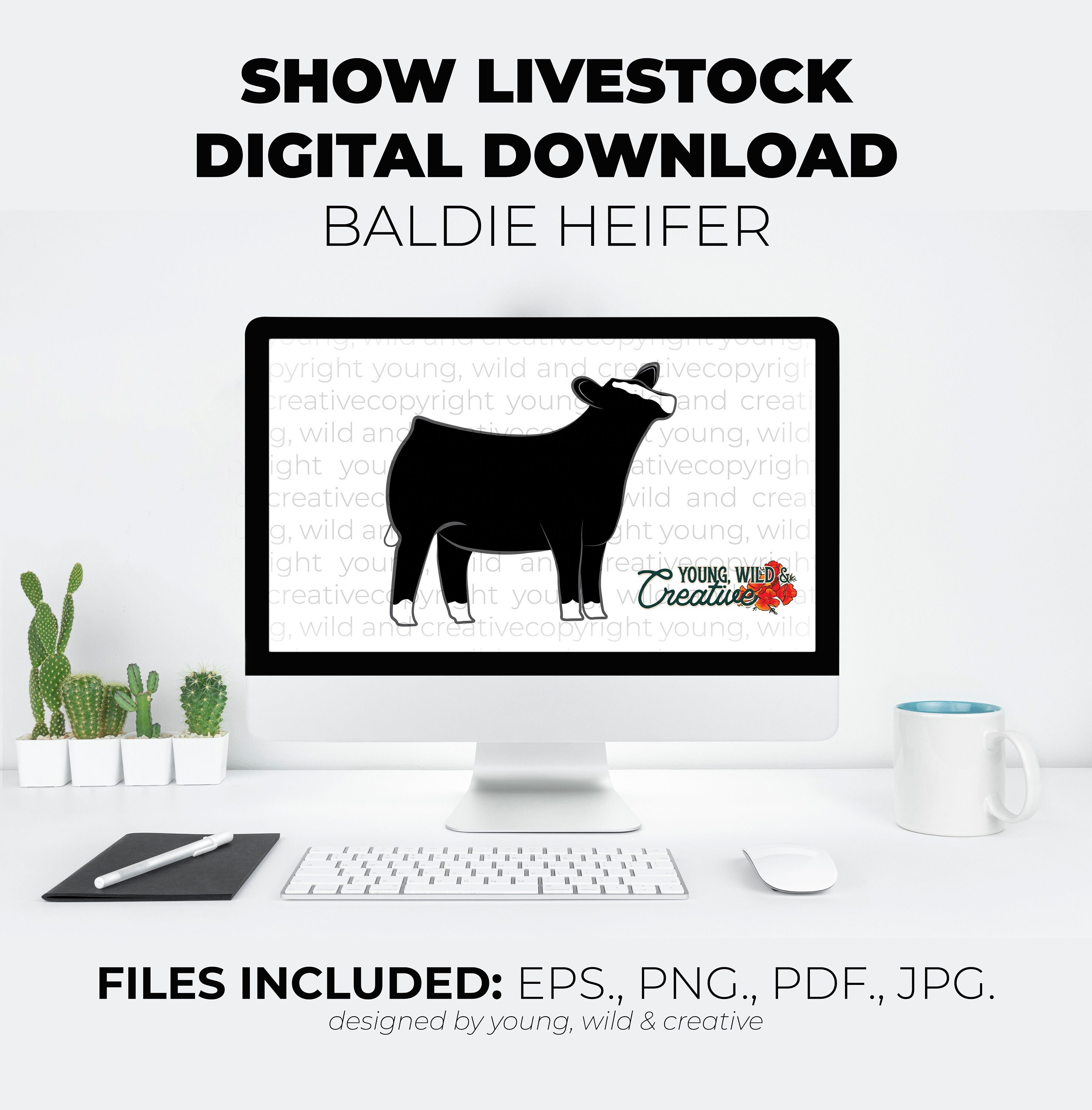 Simmental Show Heifer Embroidery Design: Baldie Cattle (digital ...