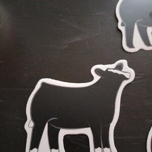 Eye-catching Show Cattle Sticker | Baldie Heifer Design | Perfect for ...
