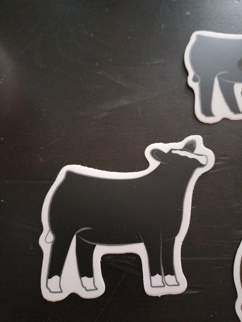 Eye-catching Show Cattle Sticker Baldie Heifer Design Perfect for Show ...