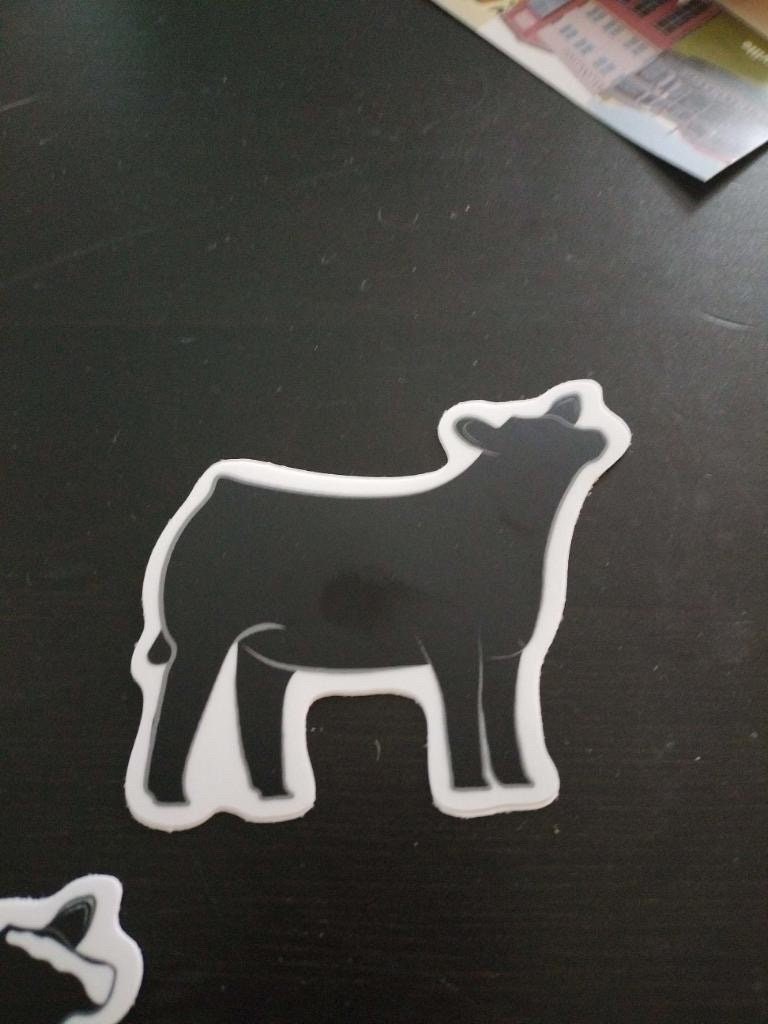 Angus Show Heifer Die-cut Sticker | Livestock Decal for Show Cattle ...