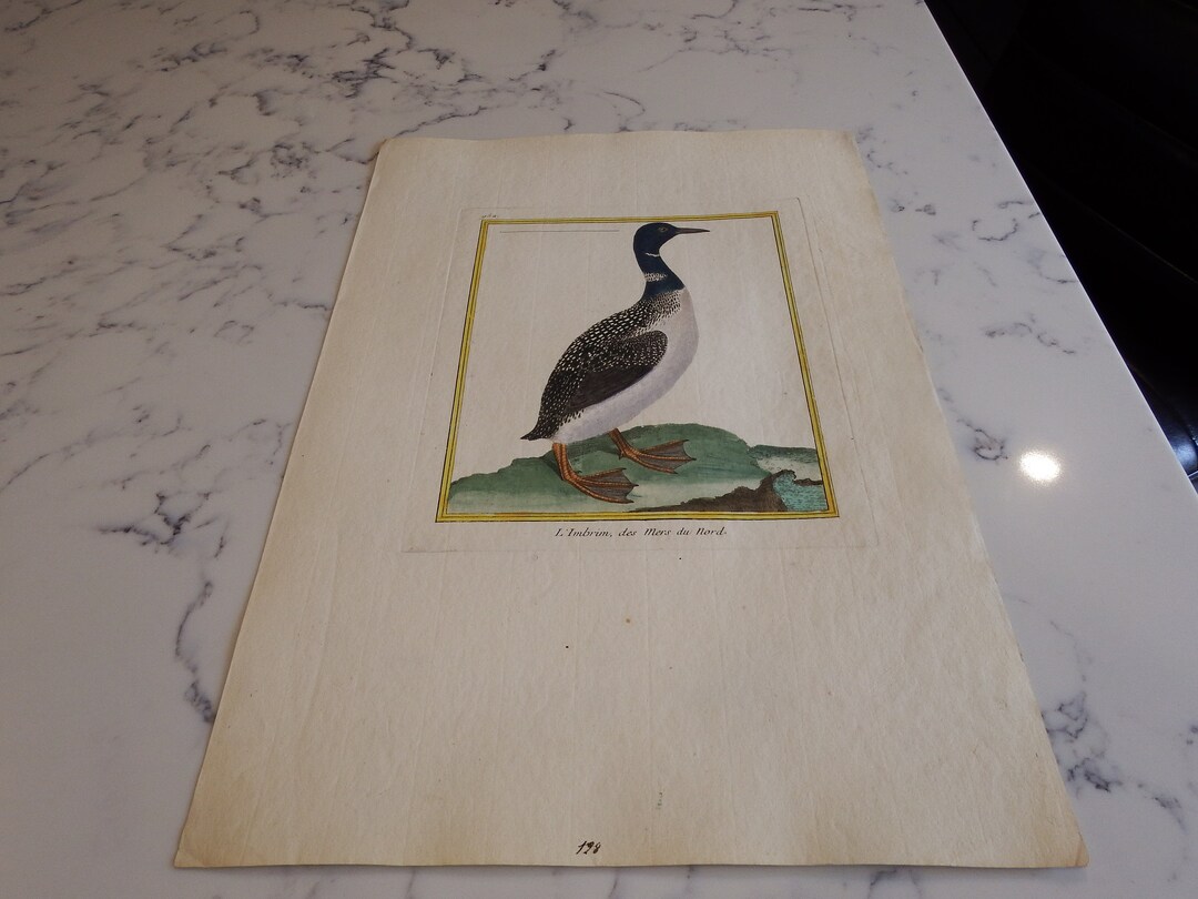 Martinet Bird Print/engraving- Hand Coloured- 1770-1796 - Etsy