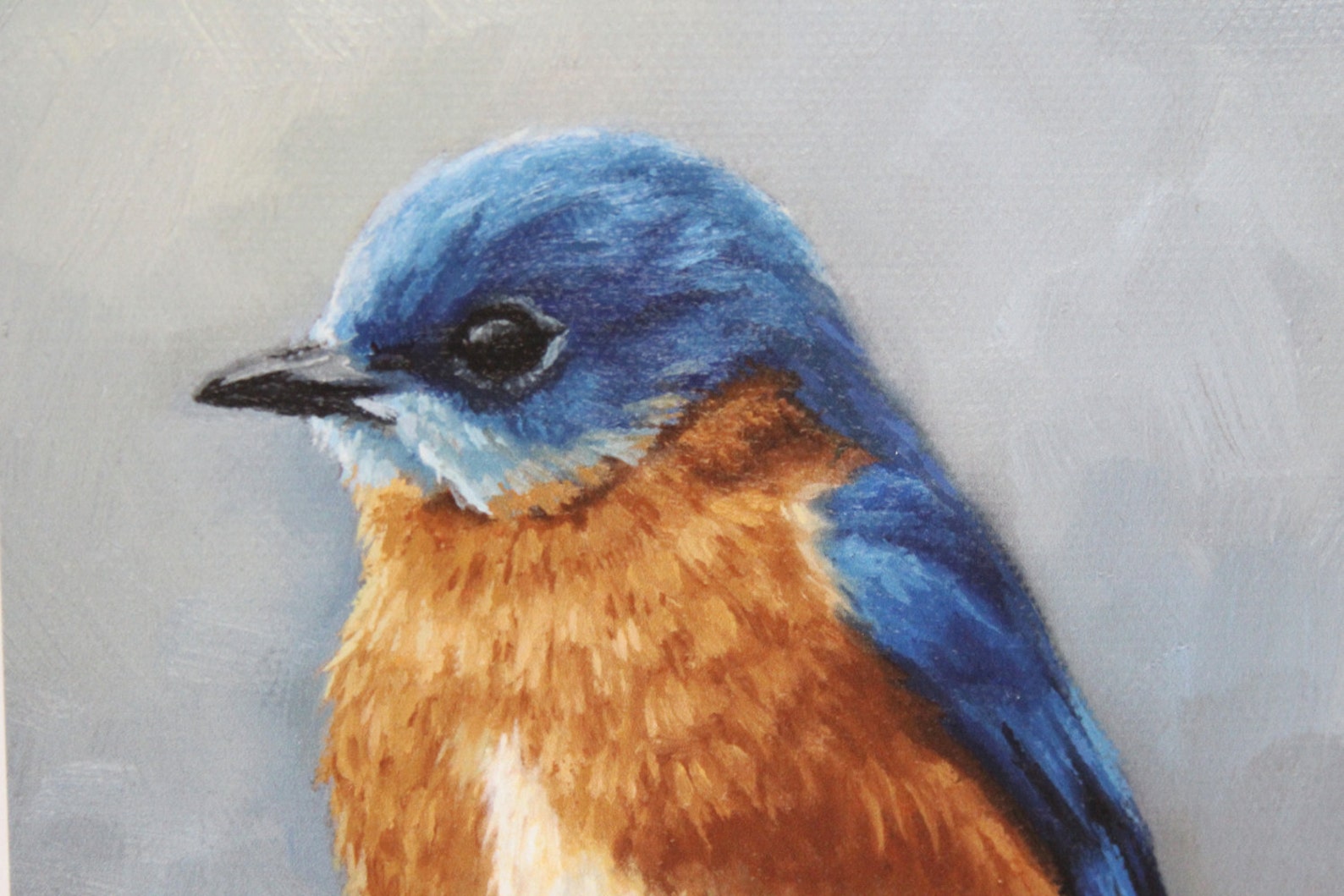 Eastern Bluebird - Bird Painting - Open Edition Print - Etsy