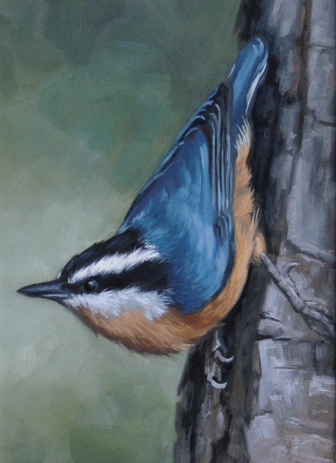 Red Breasted Nuthatch Drawing