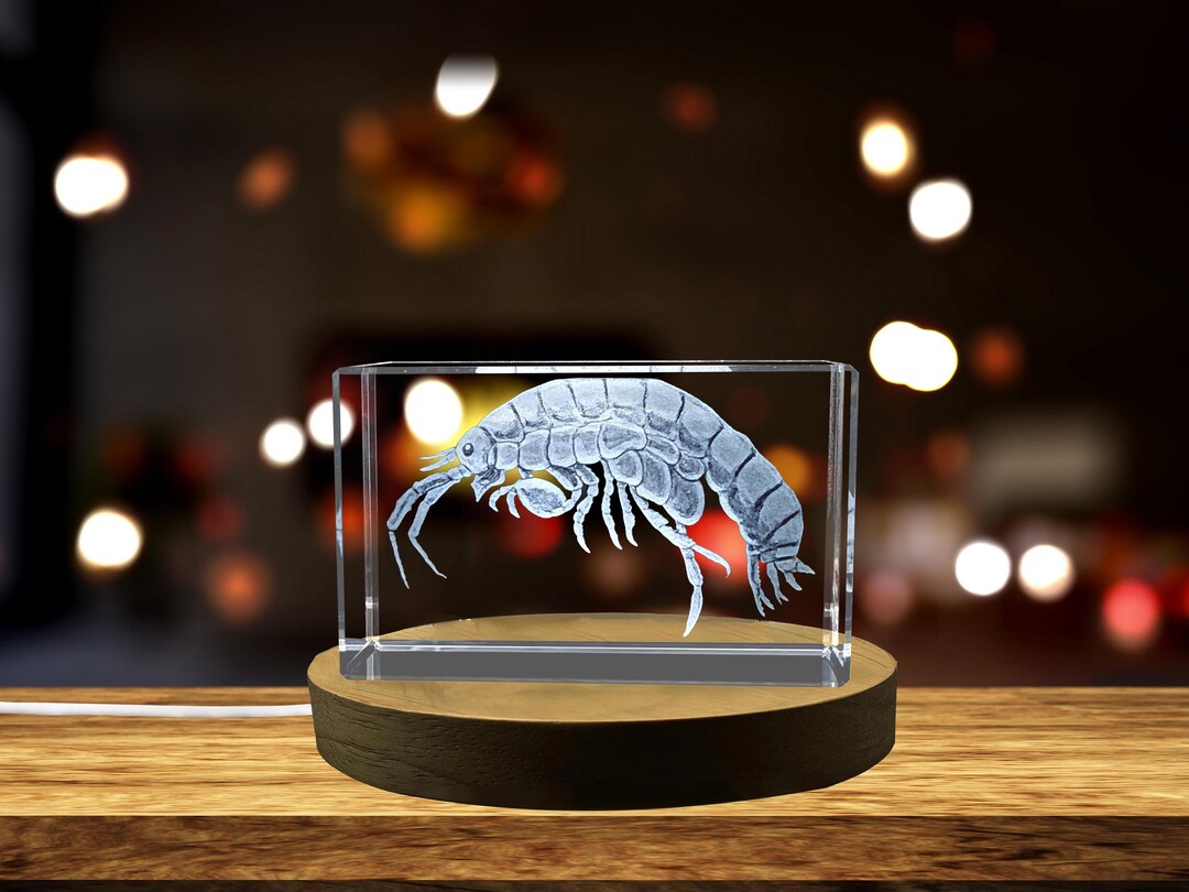 Exquisitely 3D Engraved Sand Hopper Crystal Sculpture - Etsy