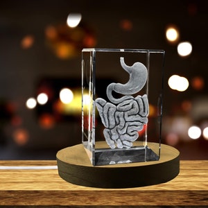 Intestine | Gift for Gastroenterologist | Doctor Gift - Etsy