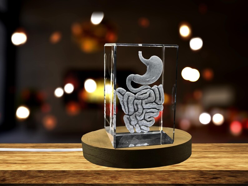 Intestine | Gift for Gastroenterologist | Doctor Gift - Etsy