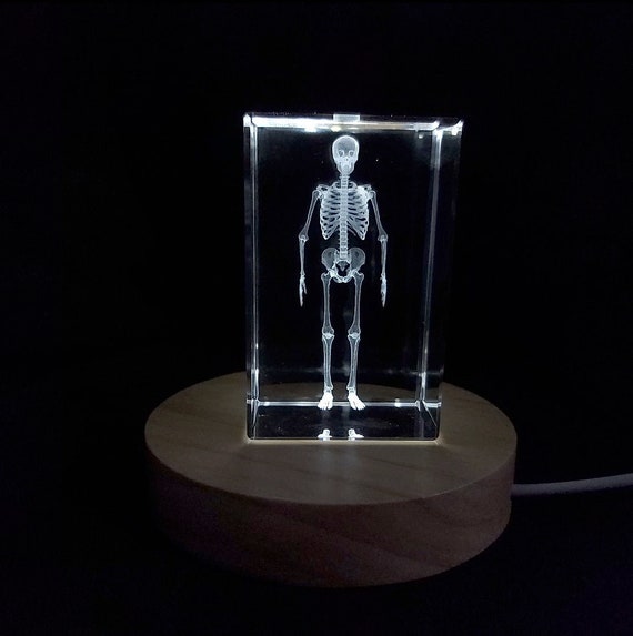 Human Skeleton 3D Engraved Crystal Novelty Decor - Etsy Canada