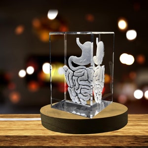 Intestine | Gift for Gastroenterologist | Doctor Gift - Etsy