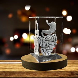Intestine | Gift for Gastroenterologist | Doctor Gift - Etsy