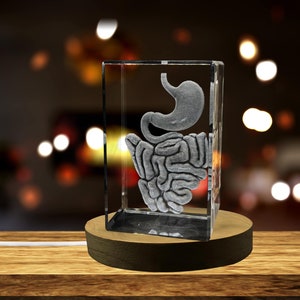 Intestine | Gift for Gastroenterologist | Doctor Gift - Etsy