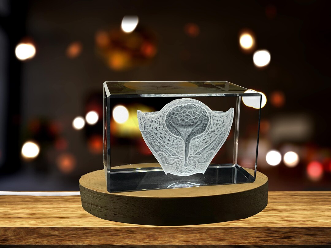 Urinary Bladder | 3D Engraved Crystal | Gift for Urologists - Etsy