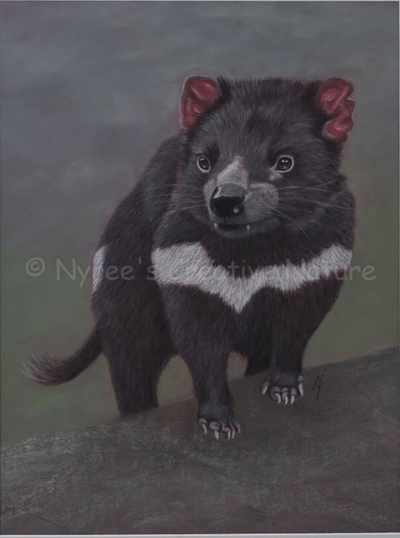 Limited Edition Tasmanian Devil Art Print/ Original Australian - Etsy