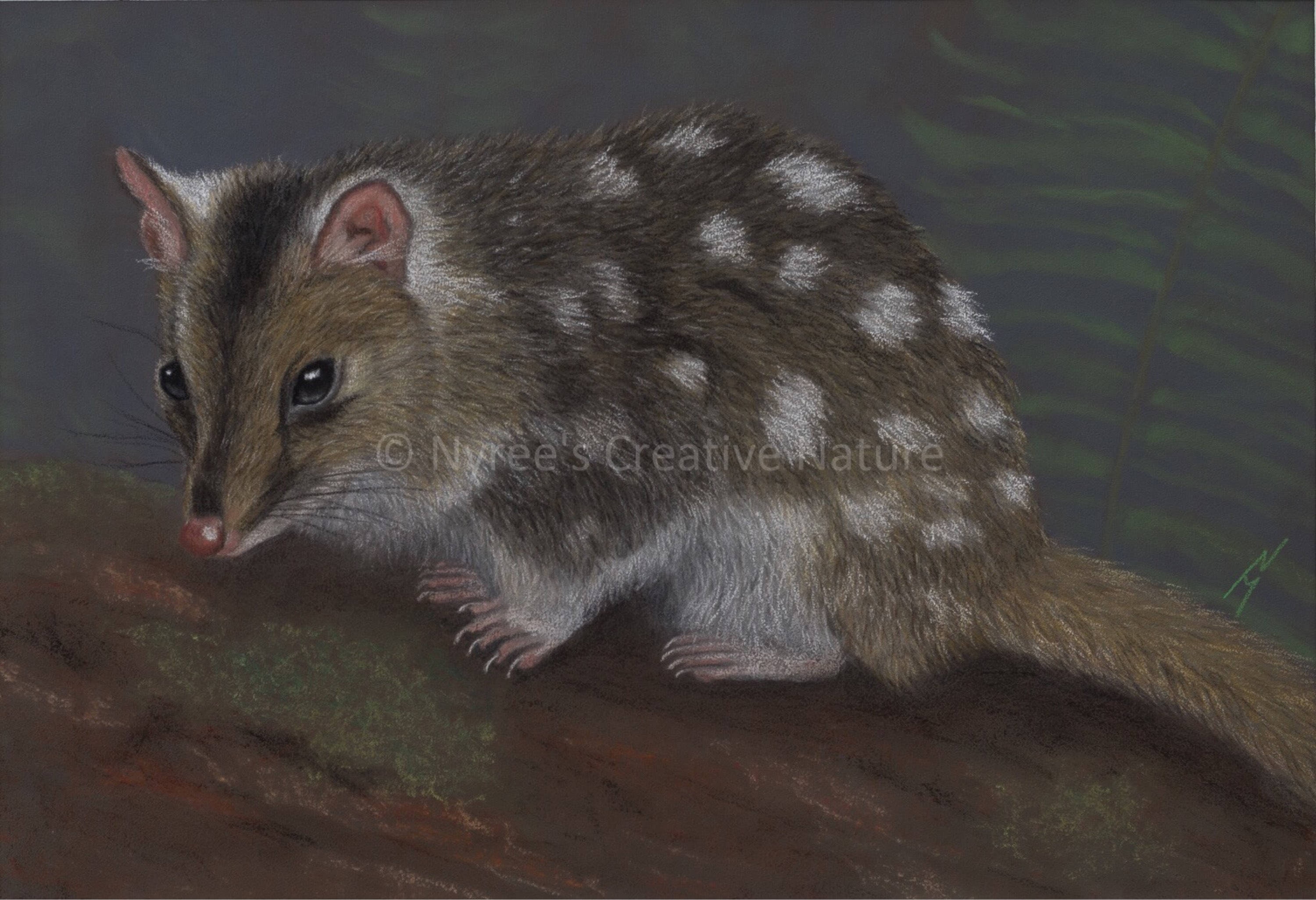 Limited Edition Eastern Quoll Art Print / Original Australian Wildlife ...