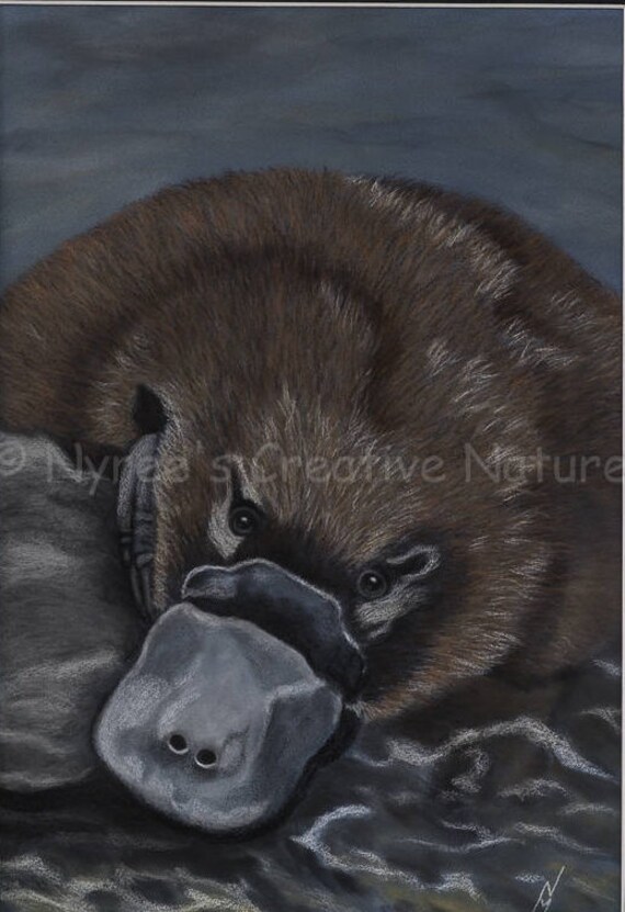 Limited Edition Platypus Print/ Original Australian Wildlife | Etsy