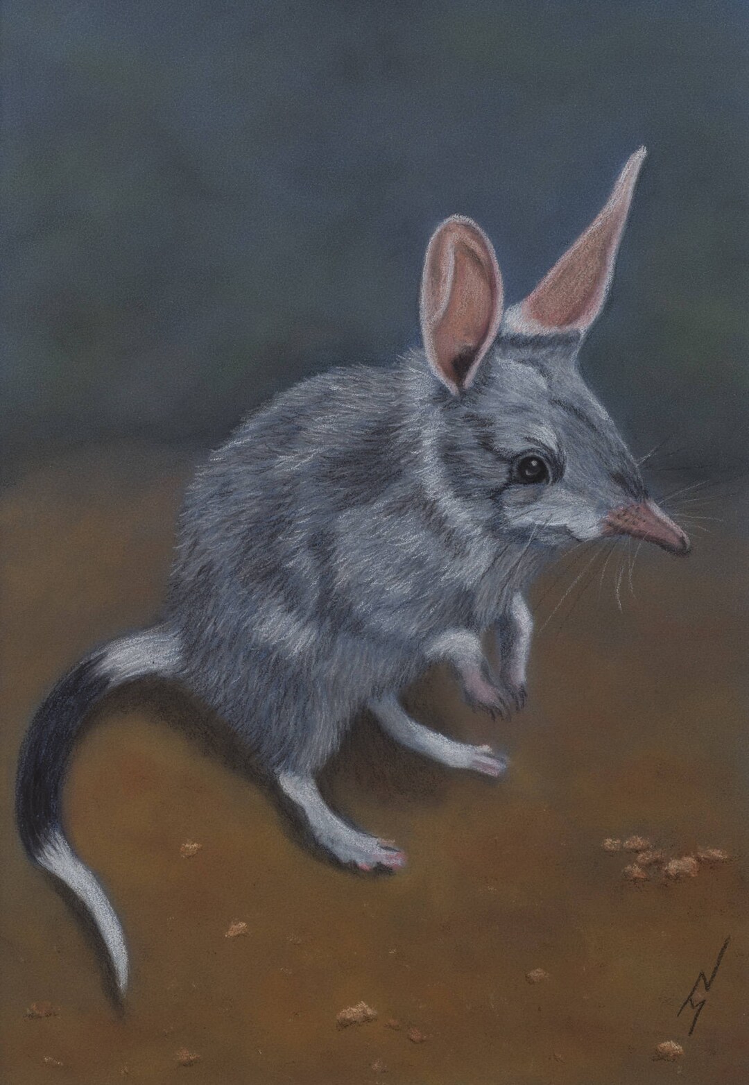 Limited Edition Bilby Print/ Original Australian Wildlife Art - Etsy ...