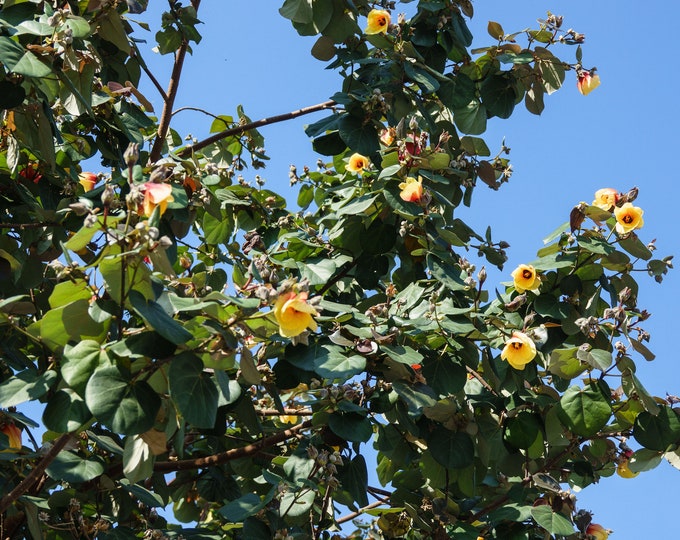 MAHOE Variegated Sea Hibiscus Tropical Tree Live Plant Colored Leaves ...