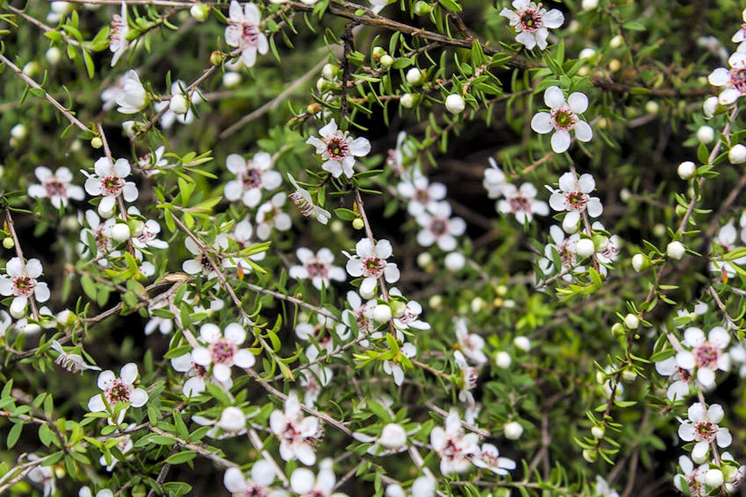 20 Seeds Manuka Tea Tree Small Evergreen Shrub White Flowers Citrus ...
