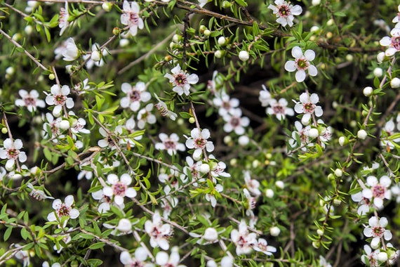 20 Seeds Manuka Tea Tree Small Evergreen Shrub White Flowers | Etsy