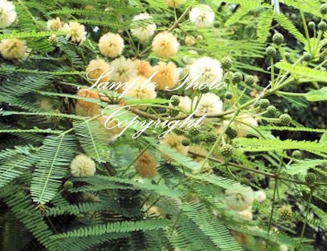 SEEDS- Siris Tree -silk Tree - 10 Heirloom Tropical Seeds -container ...