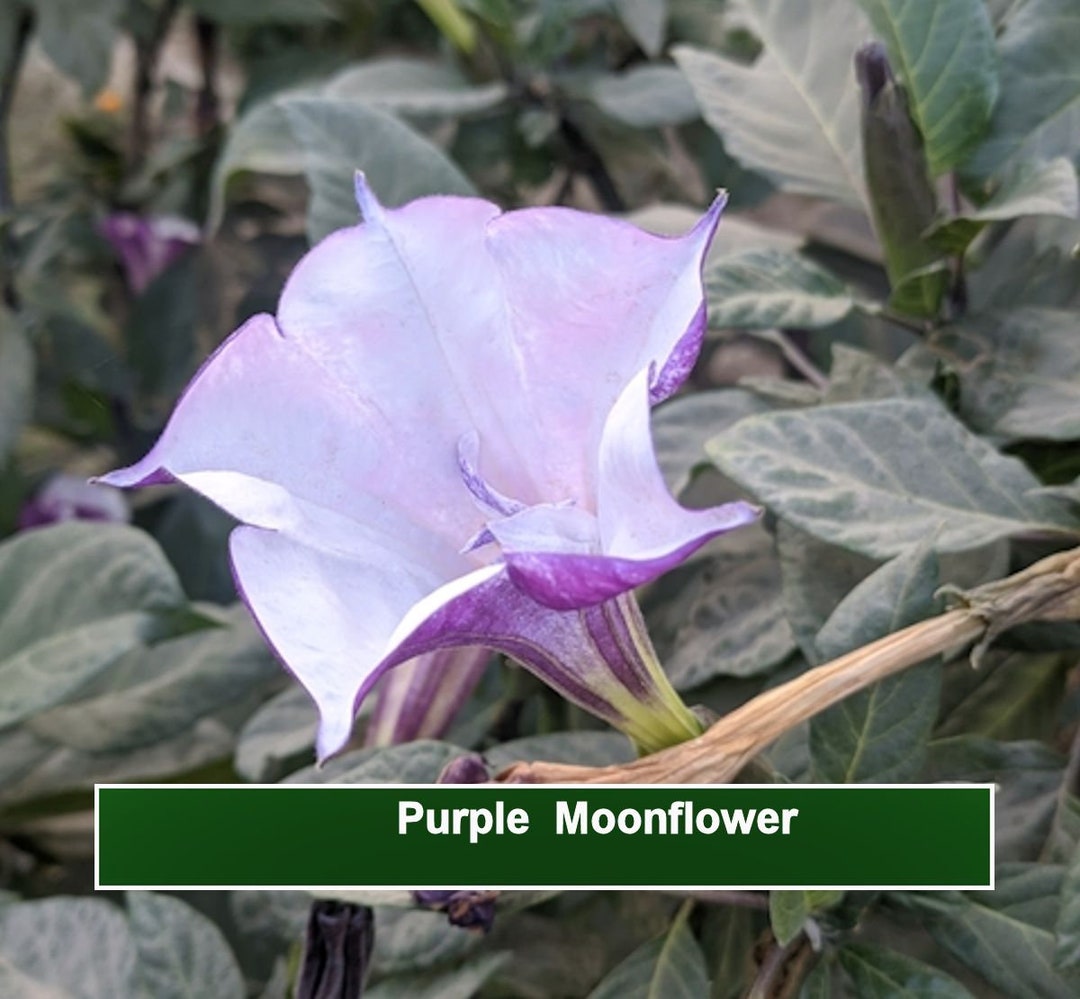 10 Heirloom Flower Seeds -purple Moonflower - Save Big on More Packs ...