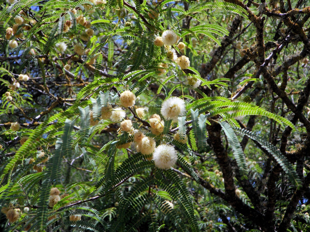Wild Tamarind -20 Seeds-- See Listing - Tropical Ornamental- Leucaena ...