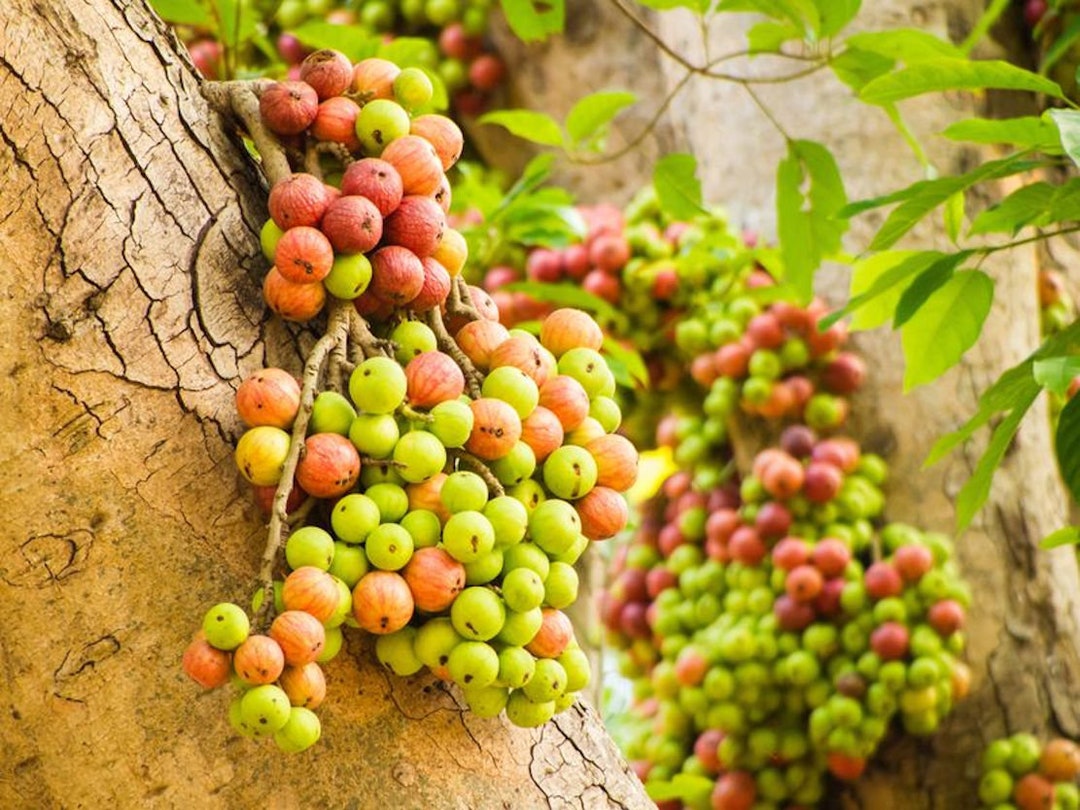 20 Heirloom Tropical SEEDS- Ficus Hispida- Rare Fig Tree-save Big on ...