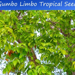 Gumbo Limbo -10 Heirloom Tropical Seeds-bursera Simaruba-save Big on ...