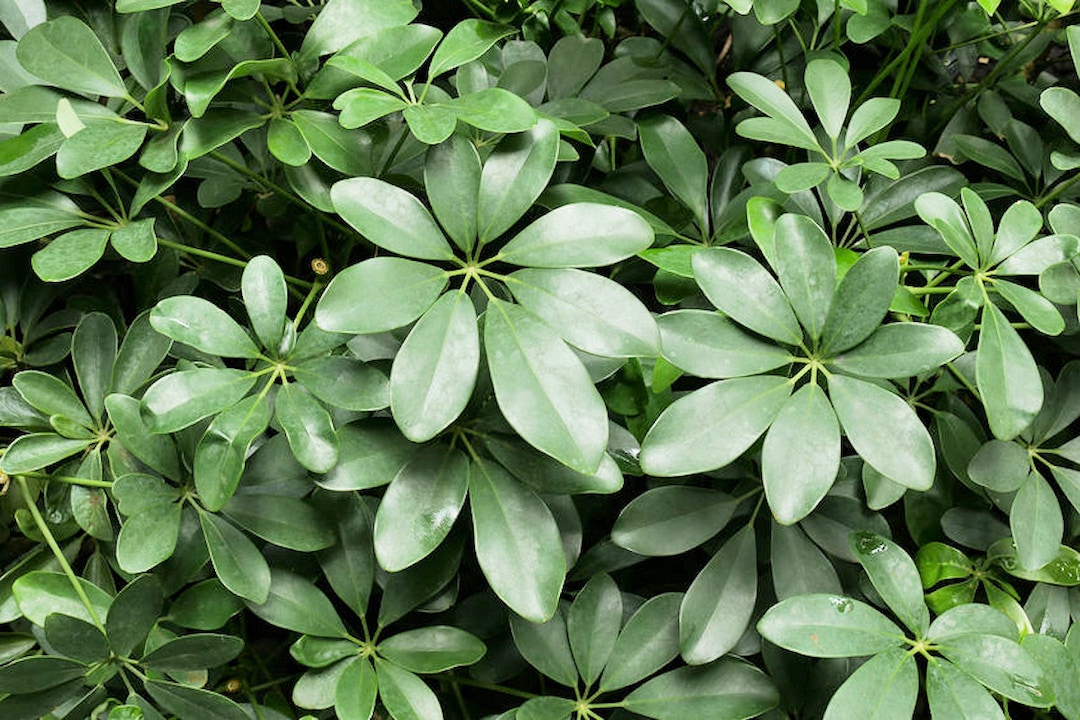 10 Tropical Seeds -umbrella Plant -schefflera- Container Tropical - Etsy