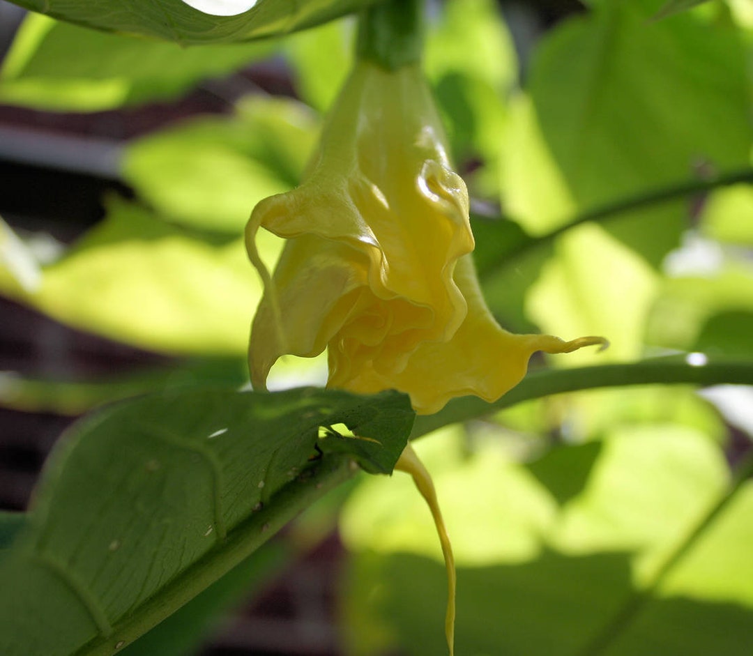 5 Seeds creamy Yellow Angels Trumpet container Plant brugmansia ...