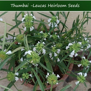 Herb Seeds -leucas Aspera Thumbai- 20 Garden Herb Seeds! Container ...
