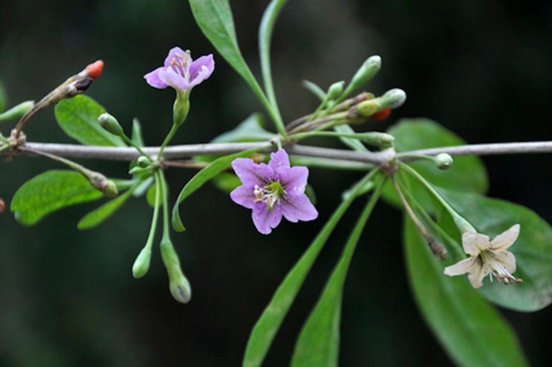 Goji Berry -20 Seeds -wolfberry- Container Plant - Lycium Barbarum ...