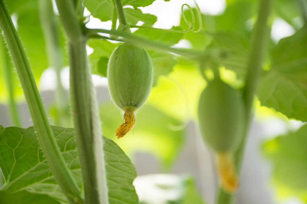 5 Rare Seeds Oriental -pickling Melon Vegetable Garden Heirloom-cucumis ...
