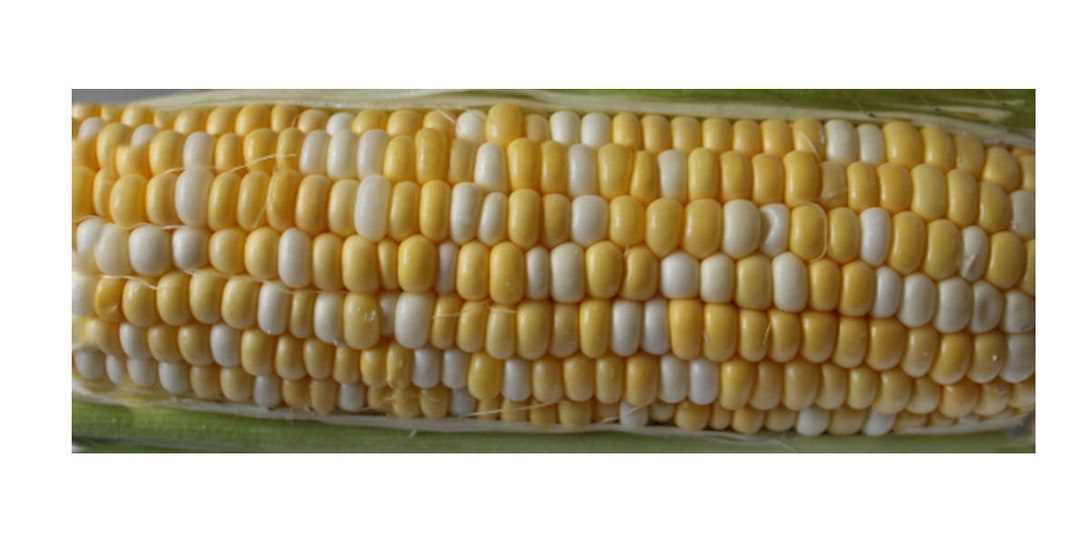 Vegetable Corn Seeds-100 Garden Seed Pack-serendipity Sweet Corn-bi ...