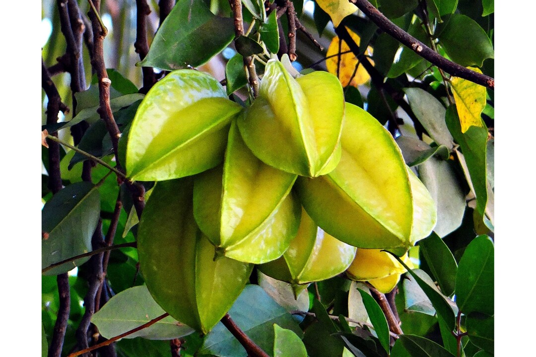 5 Heirloom Tropical Seeds -starfruit Tree - Cut Fruit Looks Like Stars ...