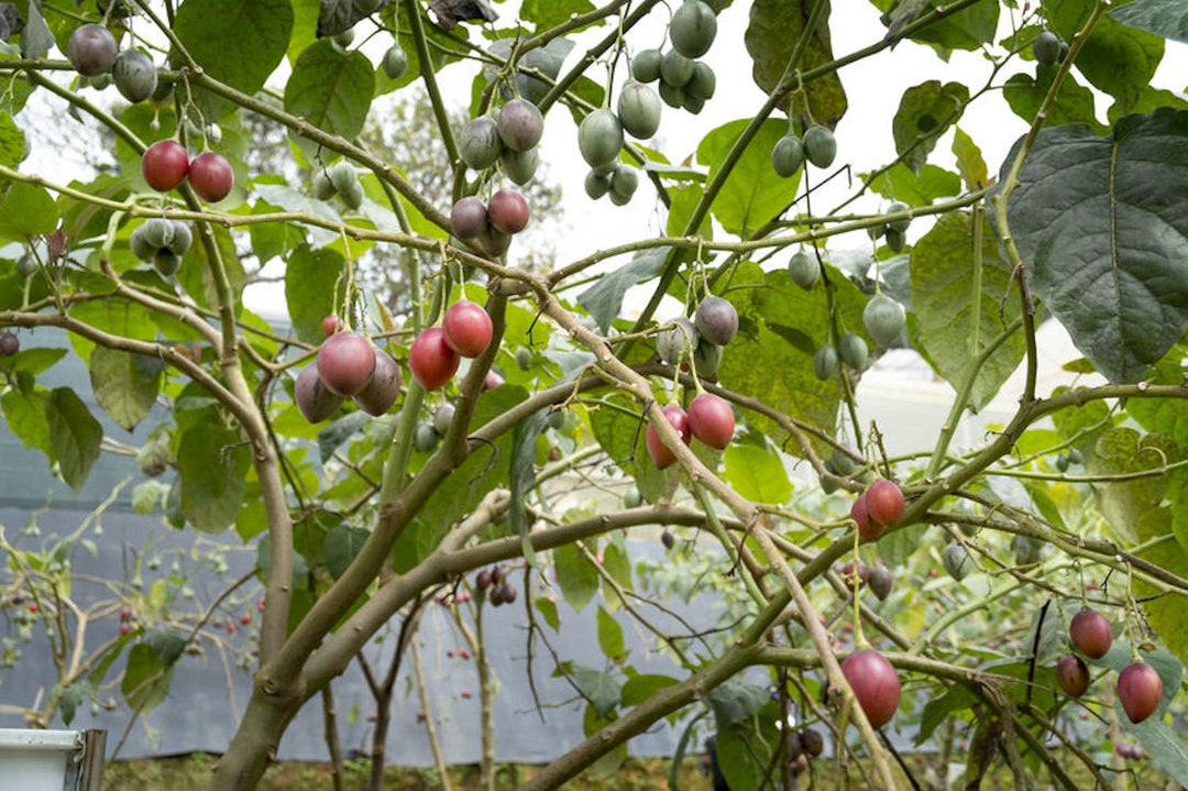 10 Red Tropical Tree Tomato Seeds- Solanum Betacea-tamarillo - Etsy